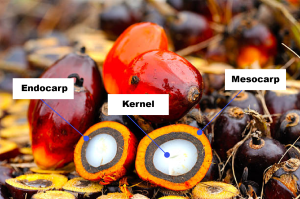 The Ultimate Guide to the Palm Oil Production Process - QIE Machinery